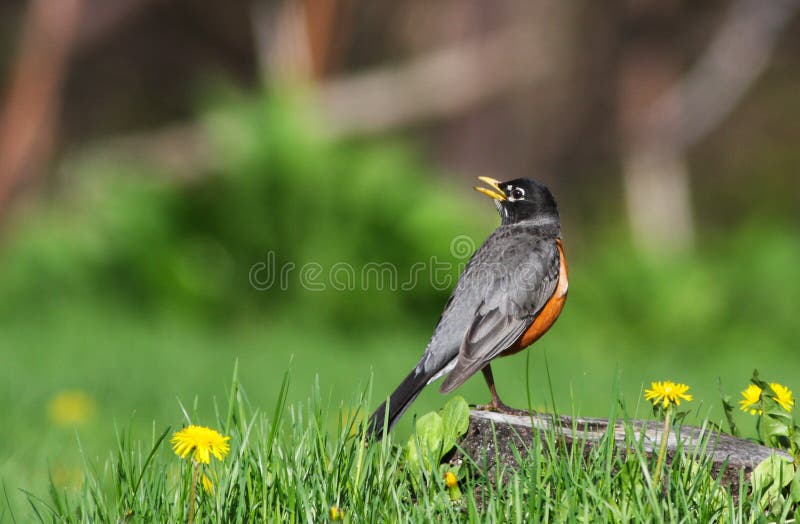 American Robin stock photo. Image of bird, beak, turdus - 19528730