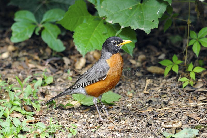 American Robin stock image. Image of spring, resting - 13913565