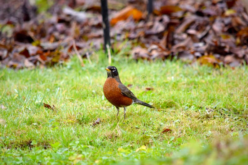 American Robin Orange Breasted Bird 02 Stock Photo - Image of breasted ...