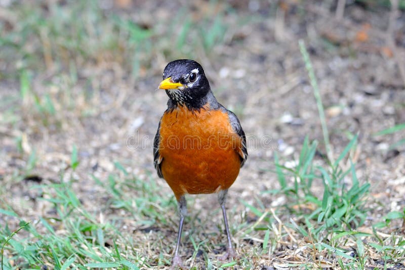 American Robin stock photo. Image of north, sign, american - 20896726