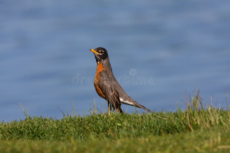 American Robin stock photo. Image of robin, feather, tail - 22886522
