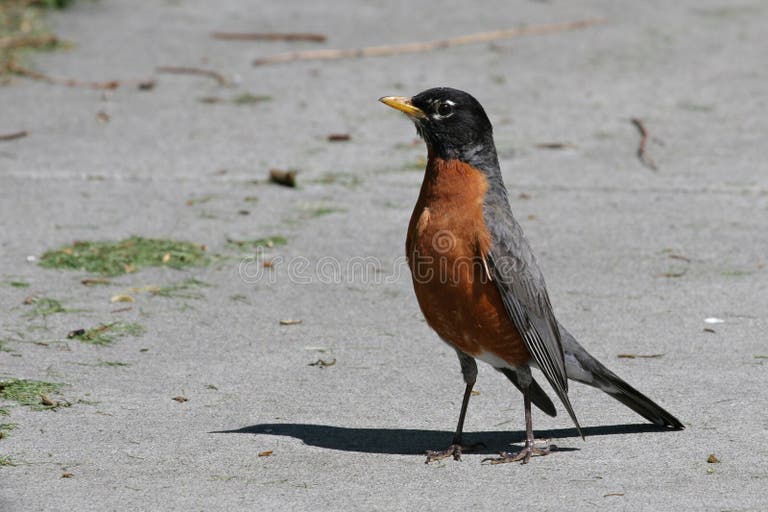 American Robin stock photo. Image of claws, perched, bird - 229796