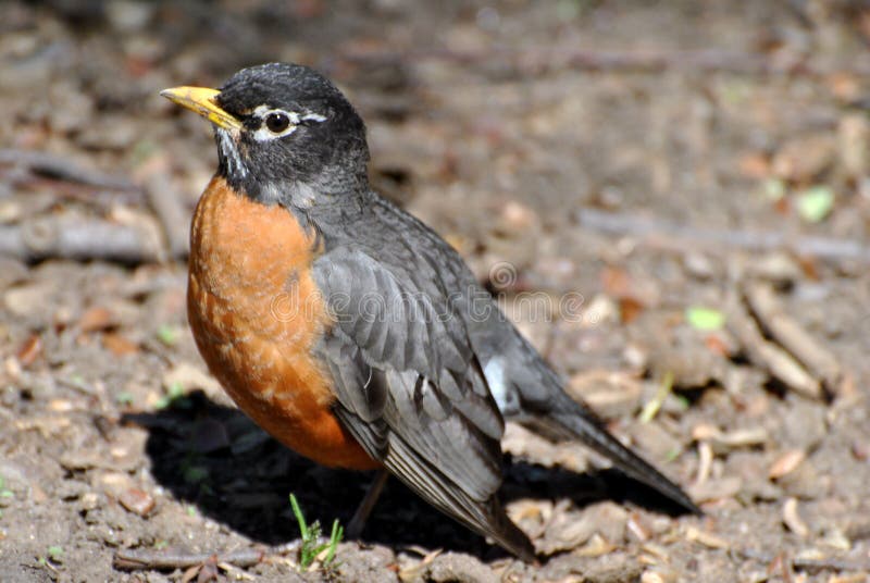 American Robin stock photo. Image of bird, migratory - 24195016
