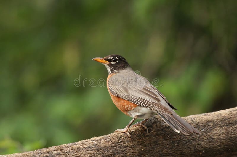 American Robin stock image. Image of migratory, avian - 24761895
