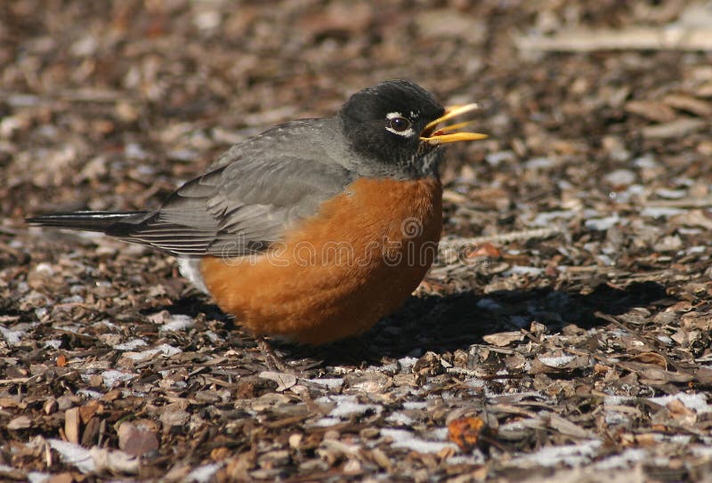 American Robin stock photo. Image of birdwatching, nature - 3733156