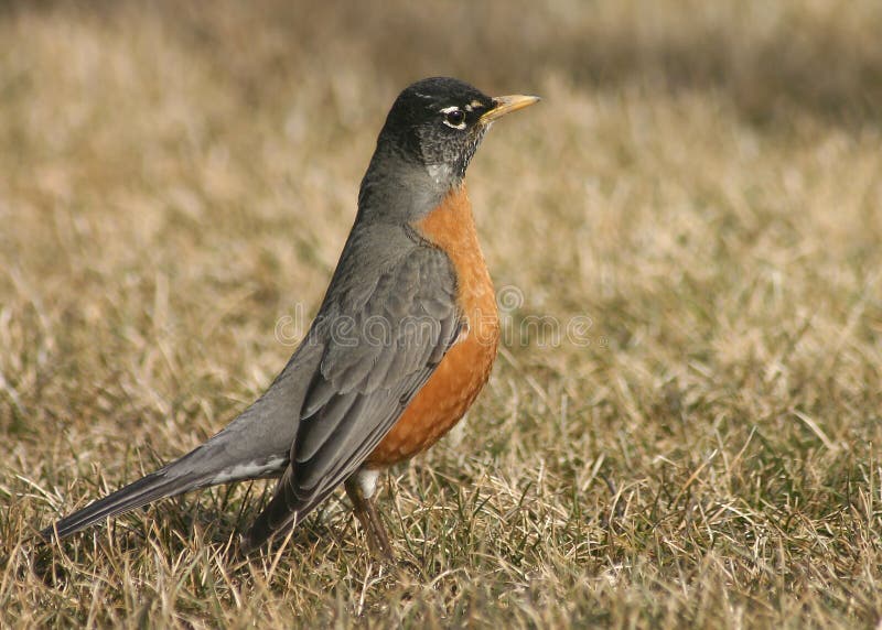 American Robin stock image. Image of spring, resting - 13913565