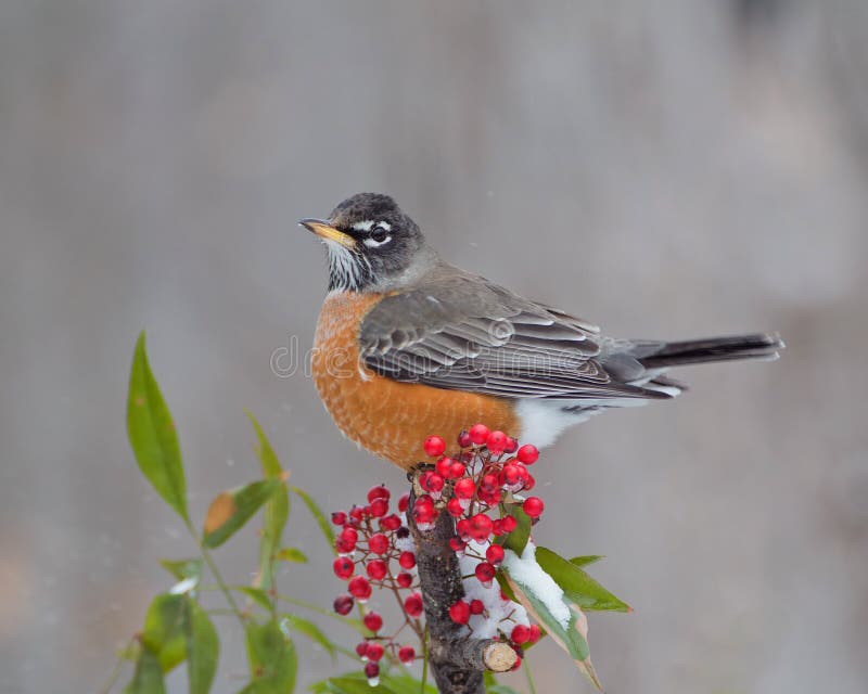 American Robin stock photo. Image of eyes, berries, winter - 38448464