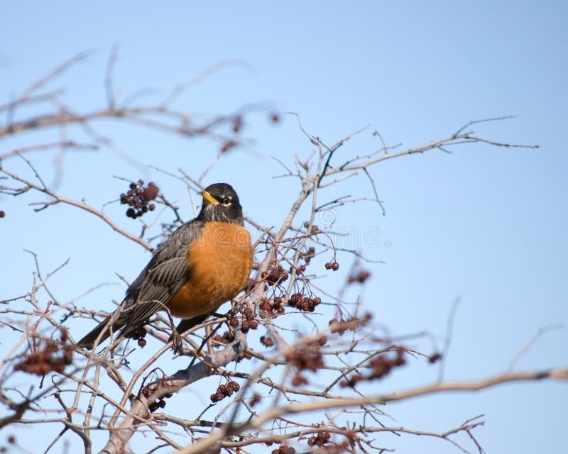 American Robin in Berry Tree Stock Image - Image of outdoors ...