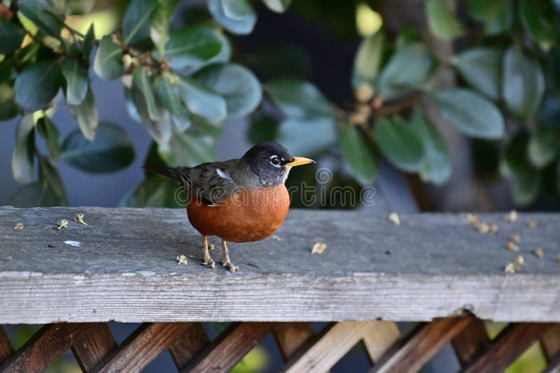 American Robin Resting on a Fench Stock Image - Image of blue, flat ...
