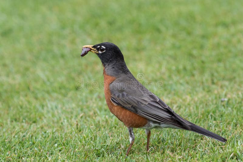 American Robin stock photo. Image of feeding, bird, turdus - 189500236