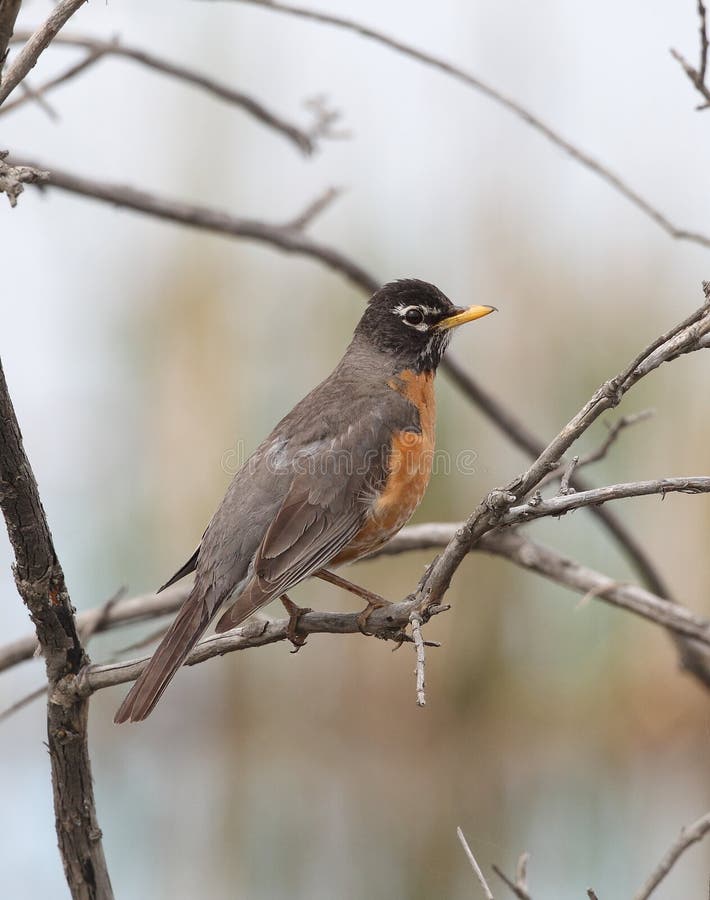 American Robin with Worm stock image. Image of beak - 238808047
