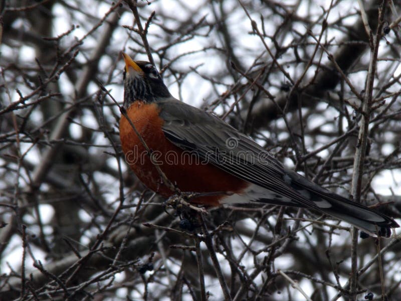 American Robin stock image. Image of bird, animal, robin - 298094629