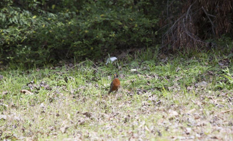 American Robin stock image. Image of prey, bird, passerine - 99178787