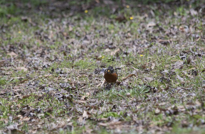 American Robin stock image. Image of forage, birdwatching - 99178811