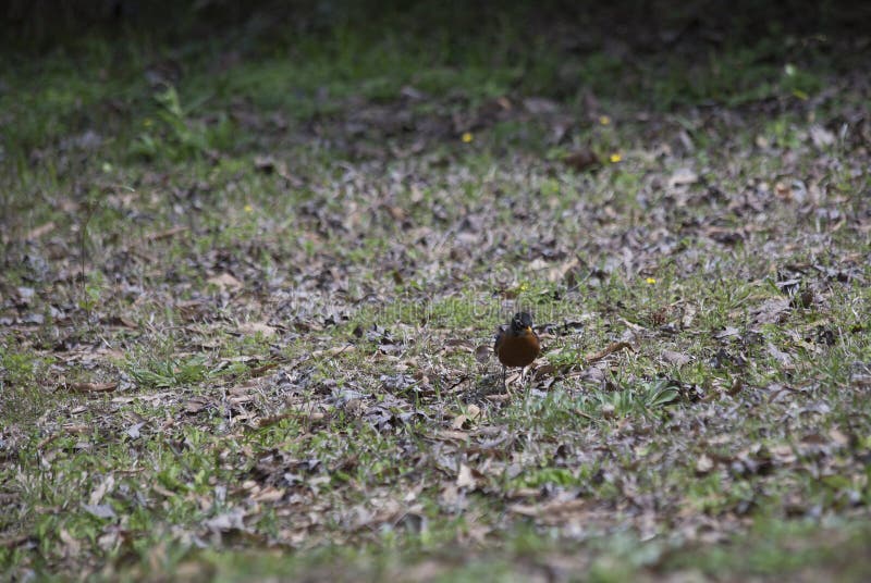 American Robin stock photo. Image of feather, copyspace - 99178836