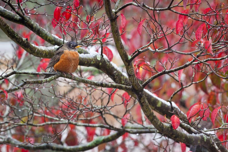 An American Robin in Autumn Stock Image - Image of leaves, branches ...