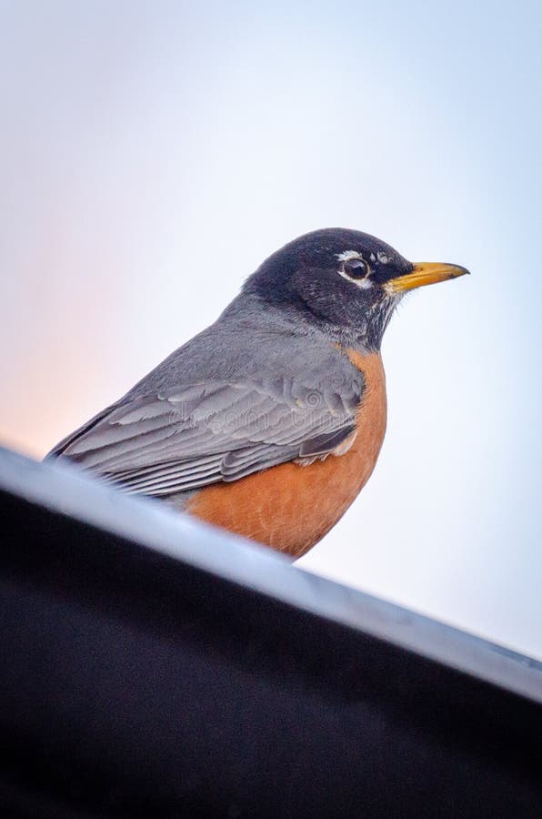 American Red-Breasted Robin Perched in the Back Yard Stock Photo ...