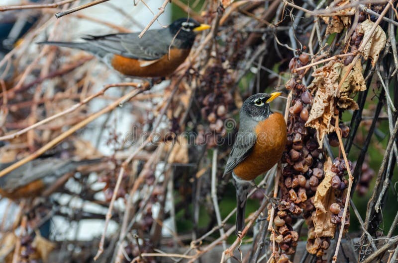American Red-Breasted Robin Perched in the Back Yard Stock Image ...