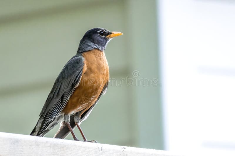 An American Robin on a Back Yard Patio Fence Stock Photo - Image of ...