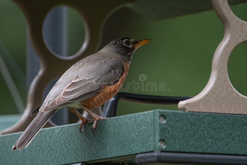 An American Robin in a Backyard Garden in Texas Stock Image - Image of ...