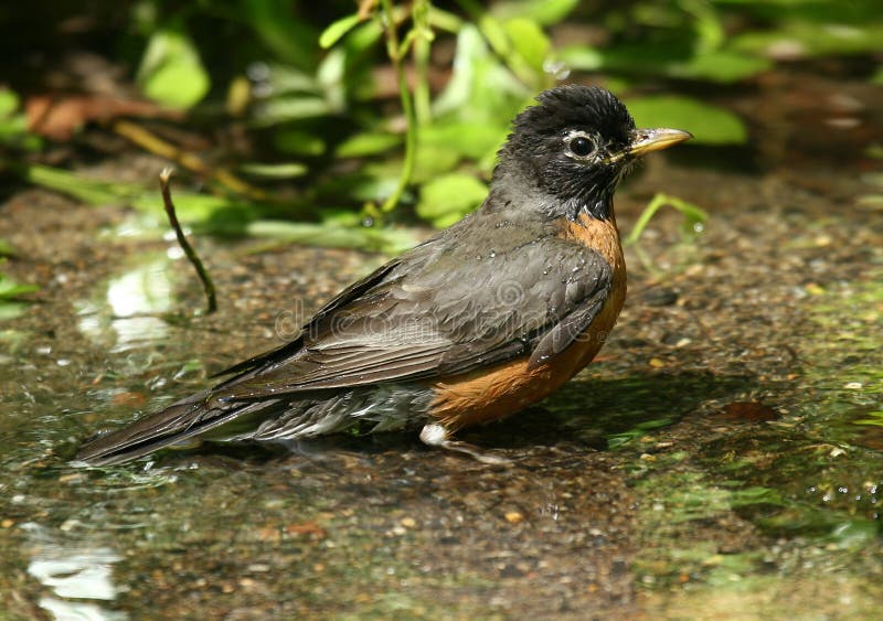 American Robin Bird - Turdus Migratorius Taking a Bath Stock Photo ...