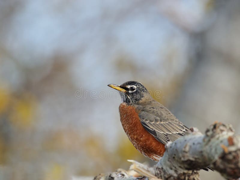 American Robin stock photo. Image of bird, beak, turdus - 19528730