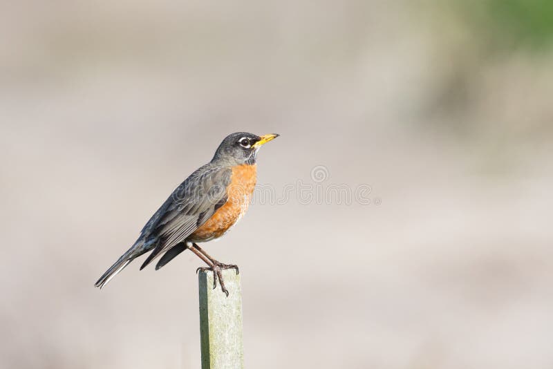 American robin bird stock photo. Image of canada, american - 146756500