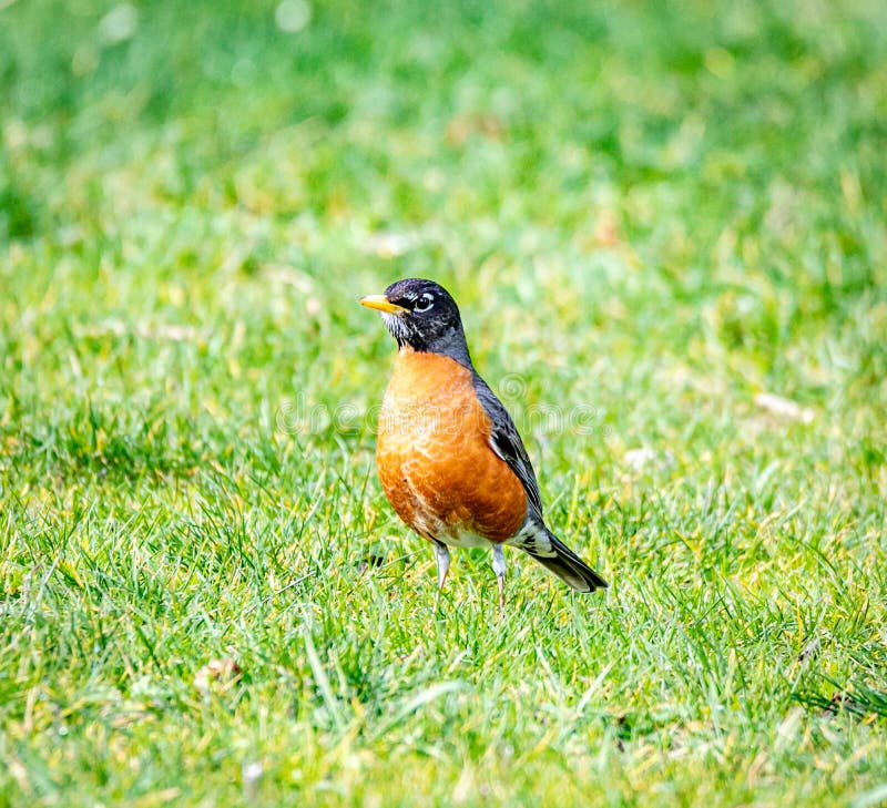 American Robin Bird in Grass Stock Photo - Image of birds ...