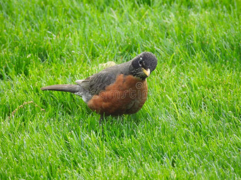 American Robin Bird in the Grass Listens for Worms Stock Photo - Image ...