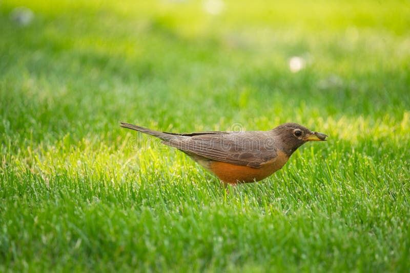 American Robin Bird with Grub in Its Beak in the Grass Stock Image ...