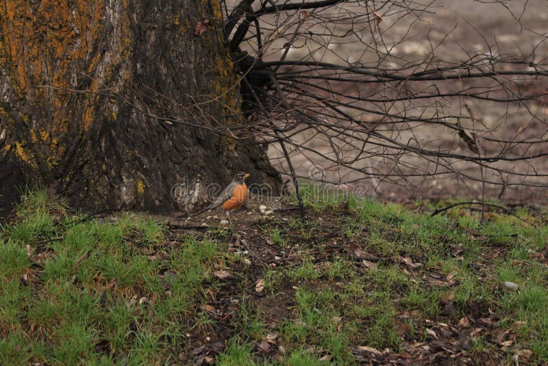 American Robin Bird Near a Big Tree Stock Photo - Image of creature ...