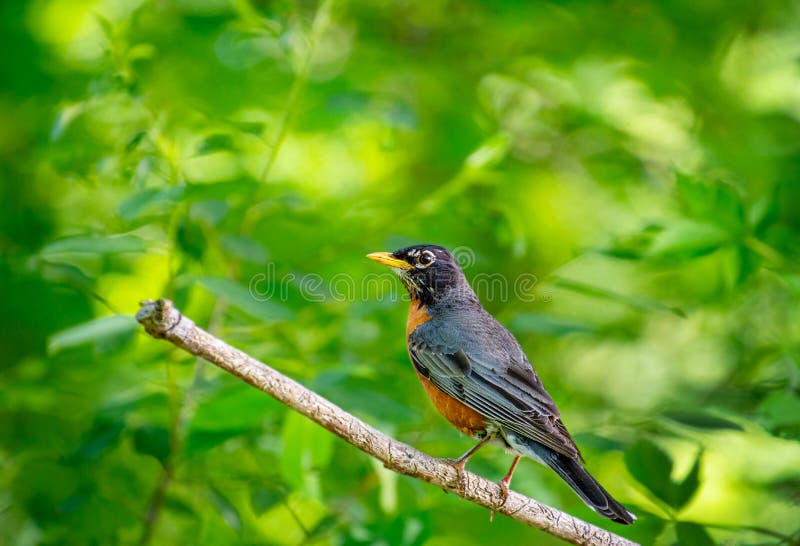 American Robin Bird Perched with Green Foilage Stock Image - Image of ...