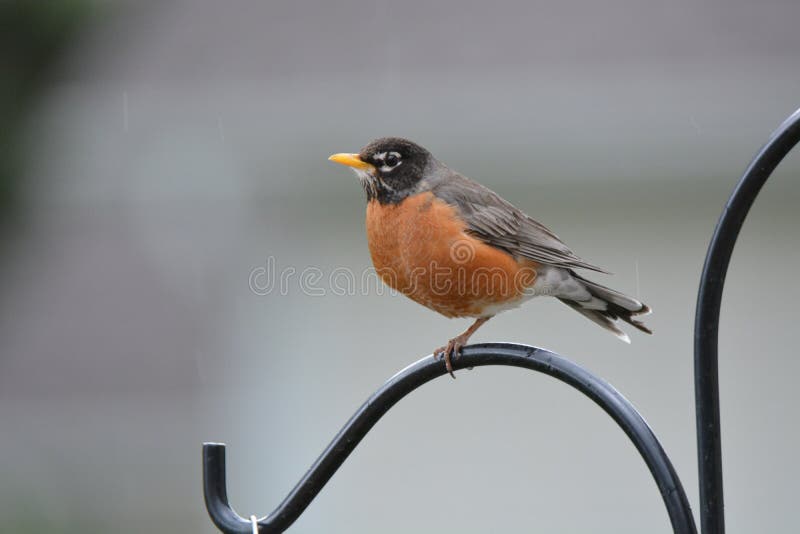 American Robin Bird Resting in My Yard Stock Image - Image of feeder ...