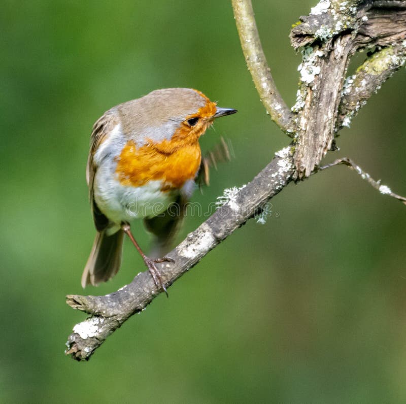American Robin Bird Resting on a Tree Branch, Close-up Stock Photo ...