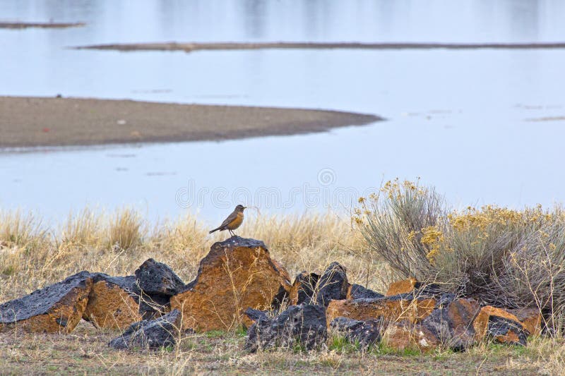 American Robin Bird on Rock Pile Stock Image - Image of plants, pile ...
