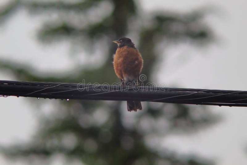 American Robin Bird Sitting on a Wire after Rain Stock Photo - Image of ...