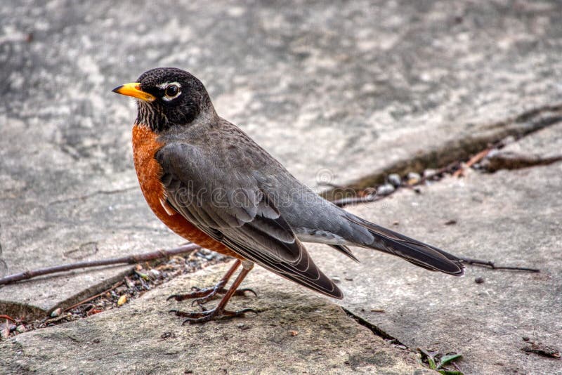 American Robin Bird Standing on the Ground Stock Photo - Image of park ...