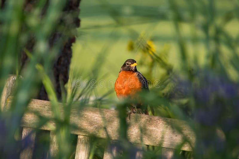 American Robin Bird on the Tree Branch Close Up View Stock Image ...