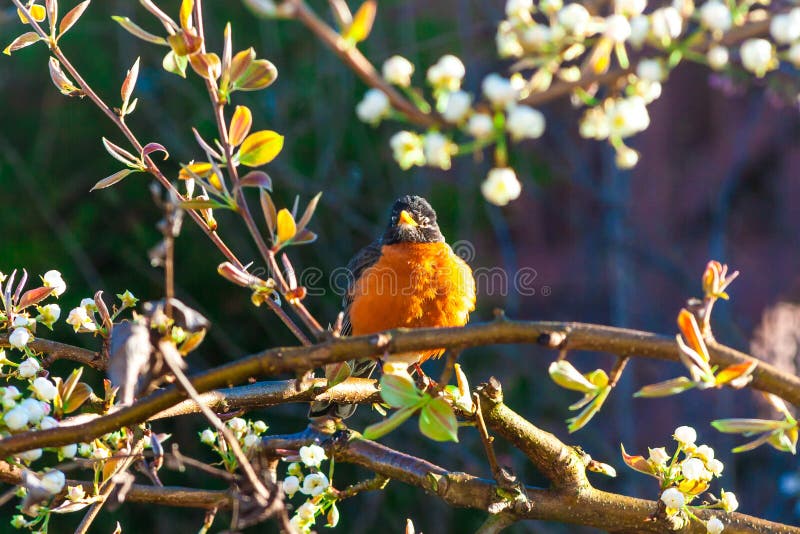 American Robin Bird on a Tree at Spring. Stock Image - Image of cute ...