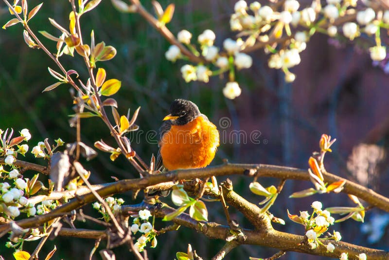 American Robin Bird on a Tree at Spring. Stock Photo - Image of freedom ...