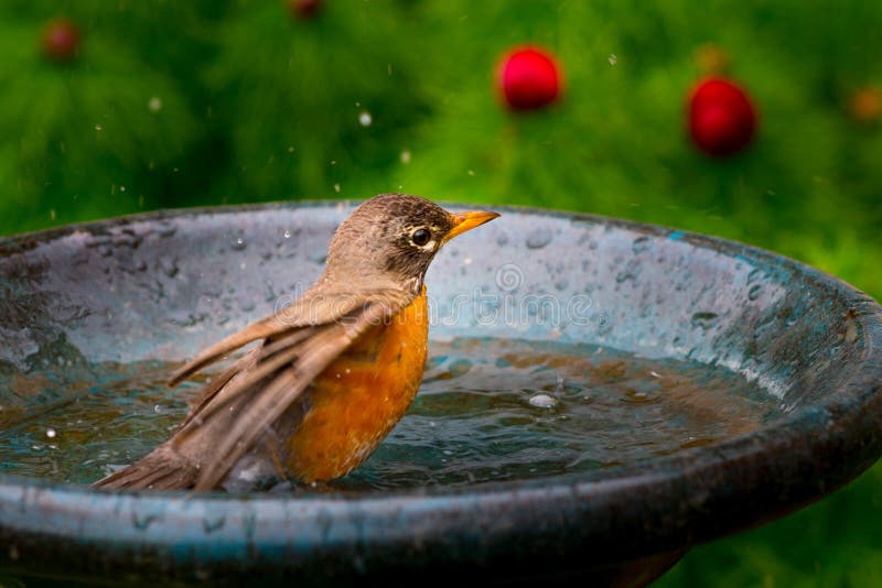 American Robin Bird - Turdus Migratorius Taking a Bath Stock Photo ...