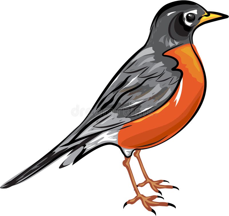 American Robin Drawing Robin – Brienne Cosman Design