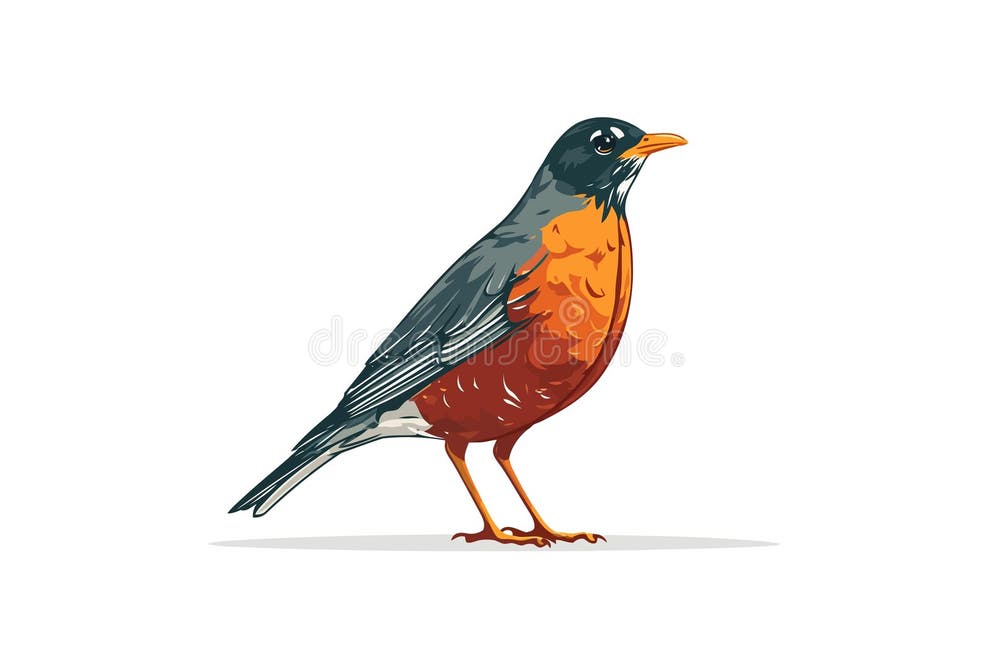 American Robin Birdwatching Thrush Isolated Stock Vector - Illustration ...
