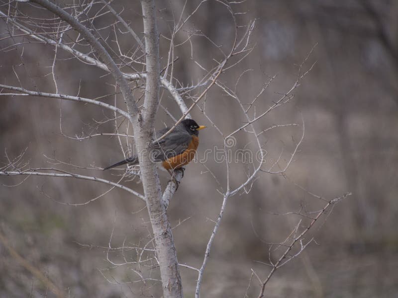 American Robin on a Branch in Springtime Stock Image - Image of woods ...
