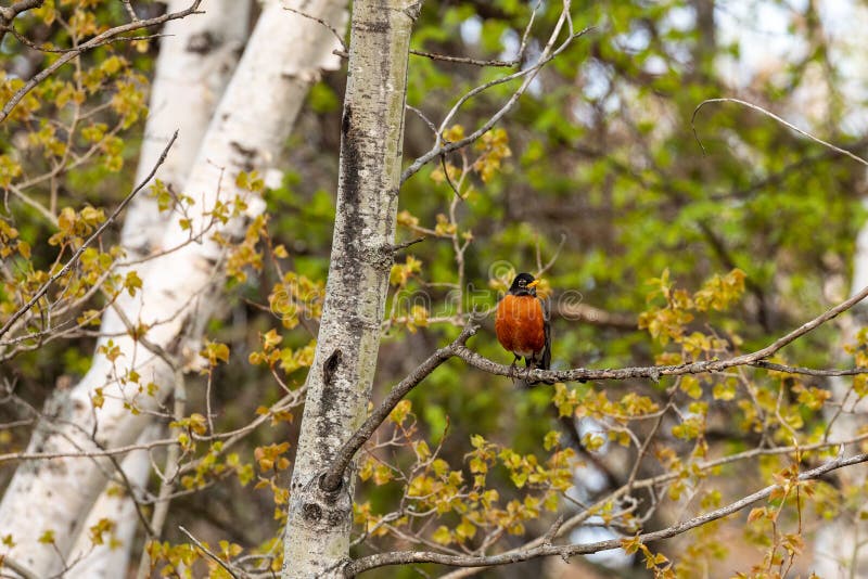 American Robin in Canada stock photo. Image of forest - 153596978