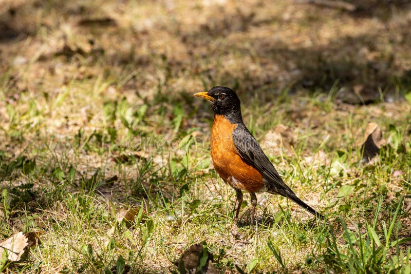 American Robin in Canada stock image. Image of guide - 156153449