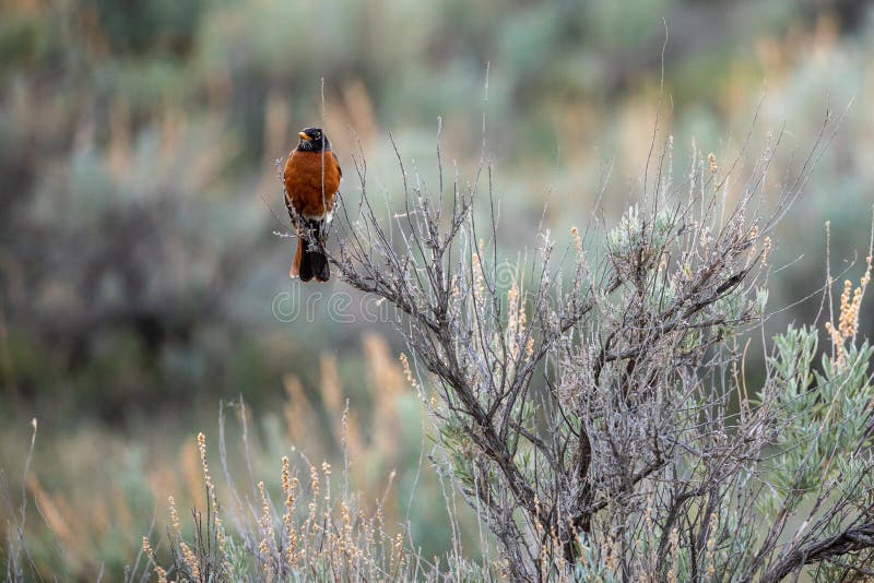 American Robin in Canada stock image. Image of feather - 157837463