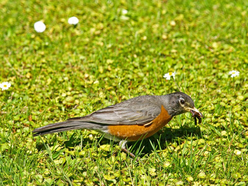 American Robin Catching Earthworms Stock Image - Image of animal ...