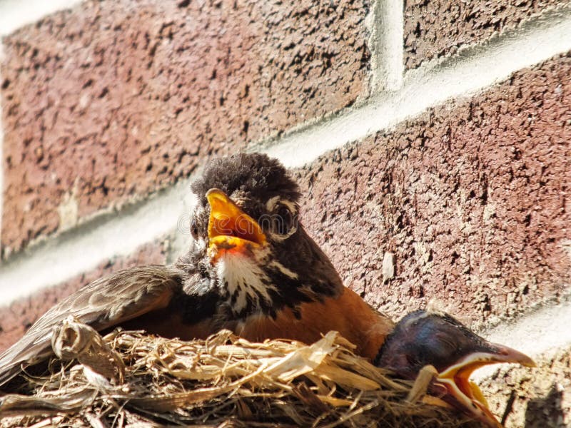 American Robin and Chick Nesting in the Springtime Sun Stock Image ...