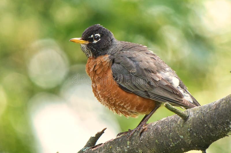 American Robin Close Up View Stock Image - Image of american, close ...